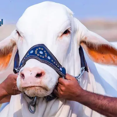 Leather Cattle Harness - Cattlechaska - Premium quality cattle products